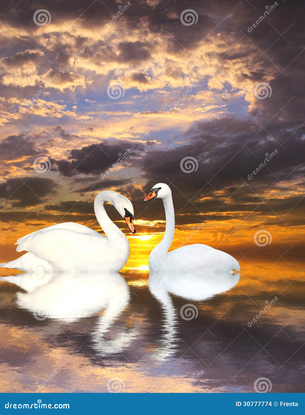 Two swans stock photo. Image of couple, sunrise, animal - 30777774