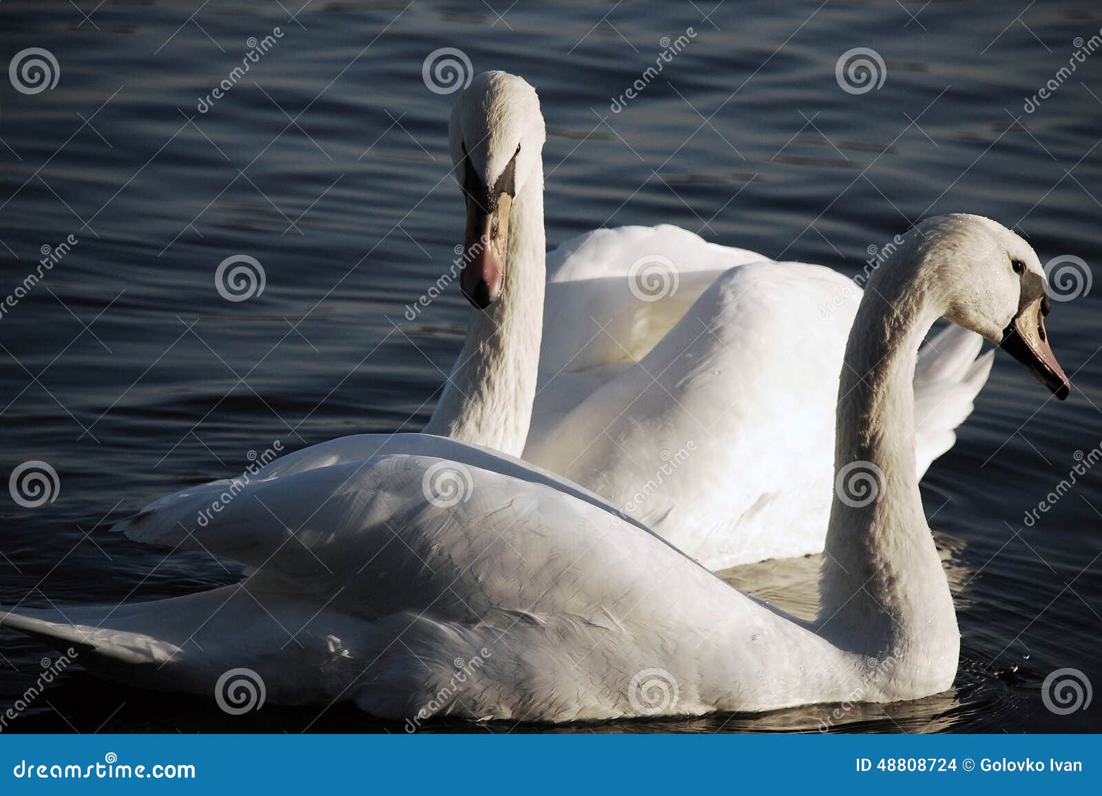 Two swans stock photo. Image of swimming, feahter, blue - 48808724