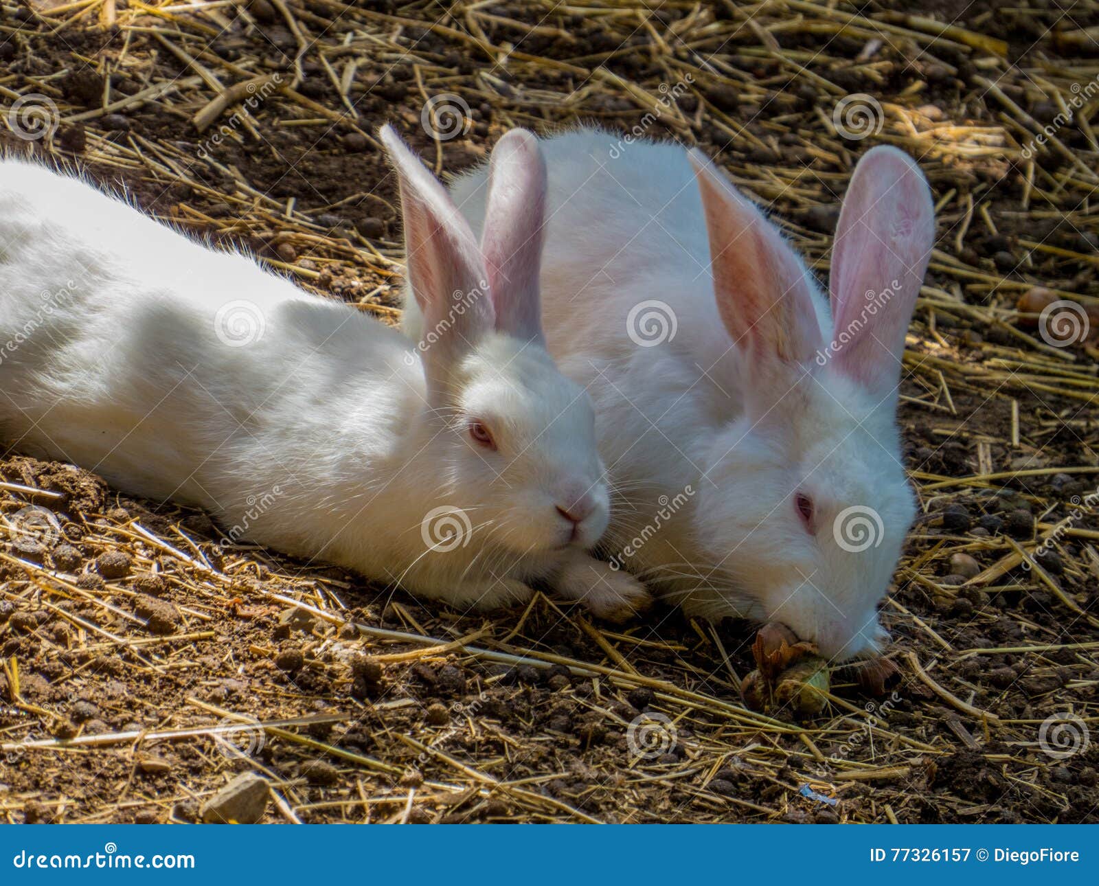 Two sweet bunnies stock image. Image of sweet, farm, bunnies - 77326157