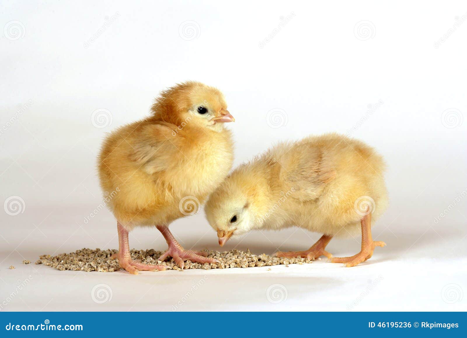 Two Baby Chicks Eating