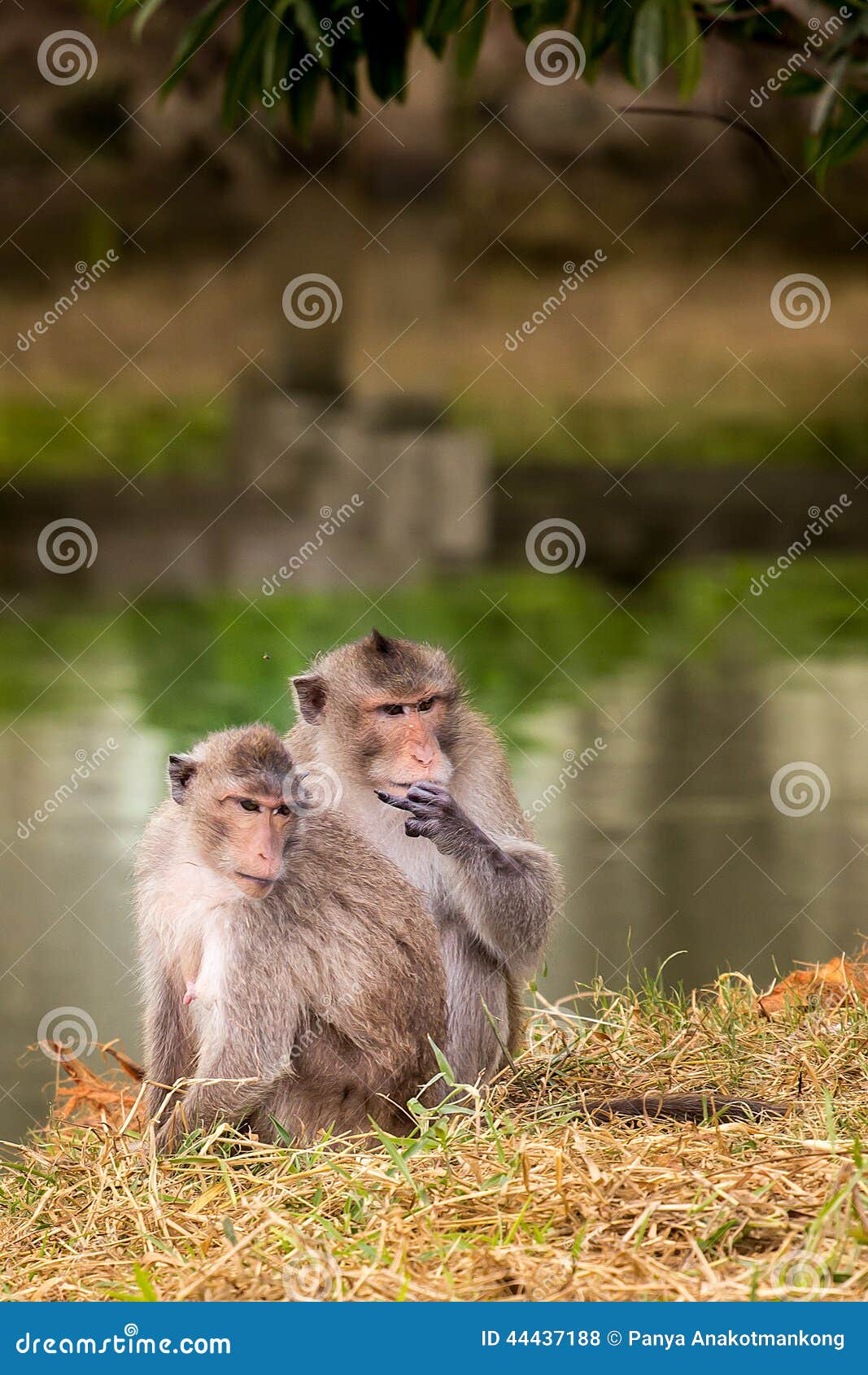 Two sweet monkeys. stock photo. Image of expression, monkey - 44437188
