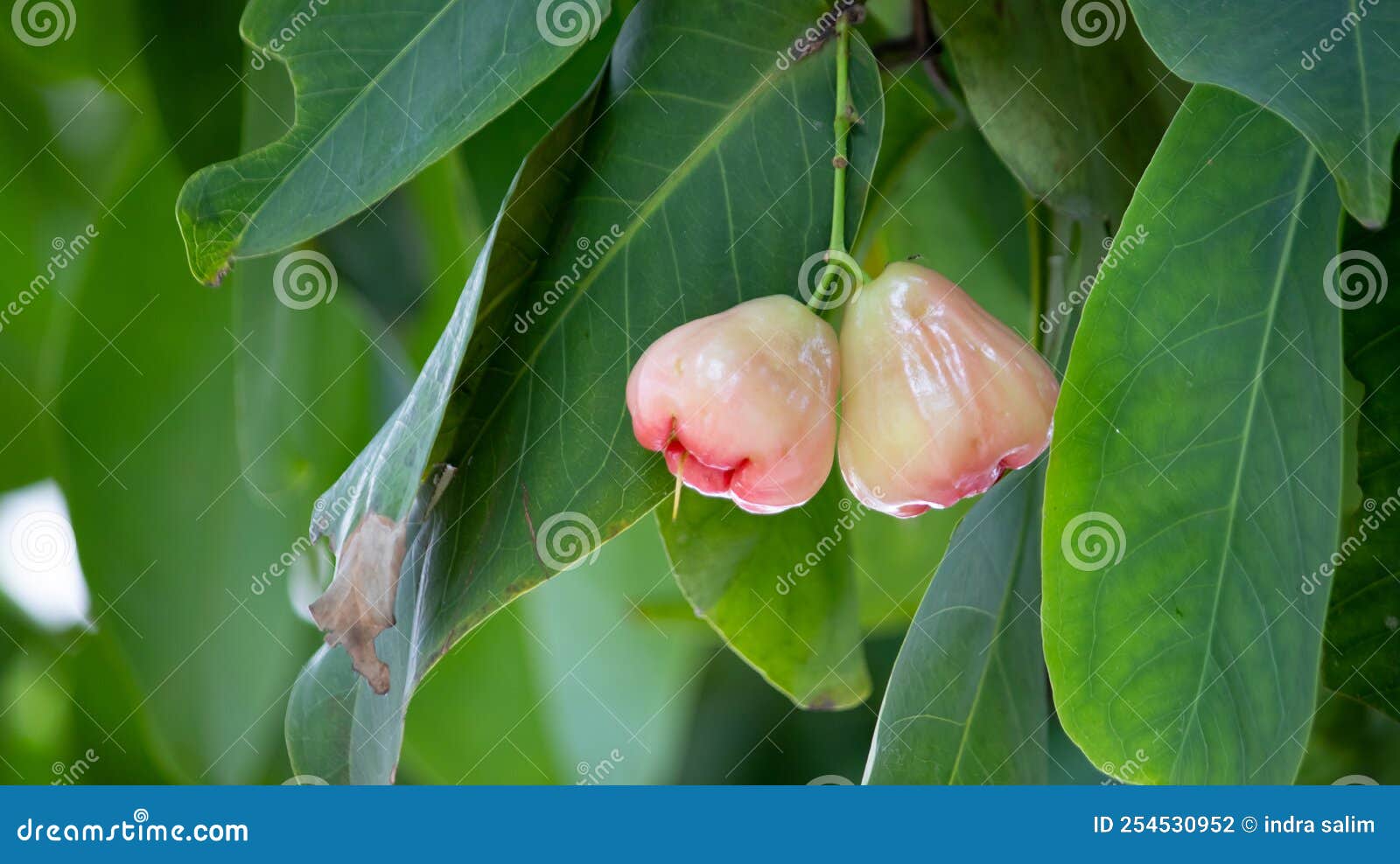 Two Sweet Water Guavas are Ready To Be Picked from the Tree Stock Photo ...