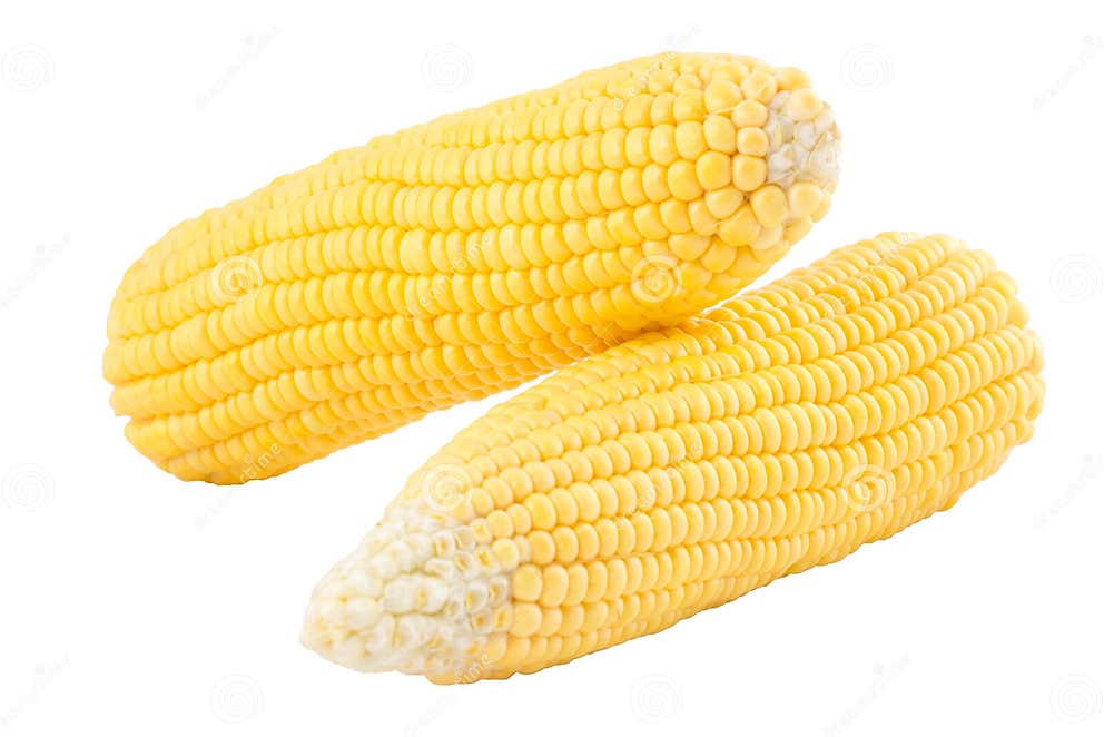 Two Sweetcorn on White Wallpaper Stock Image - Image of vegetable, farm ...