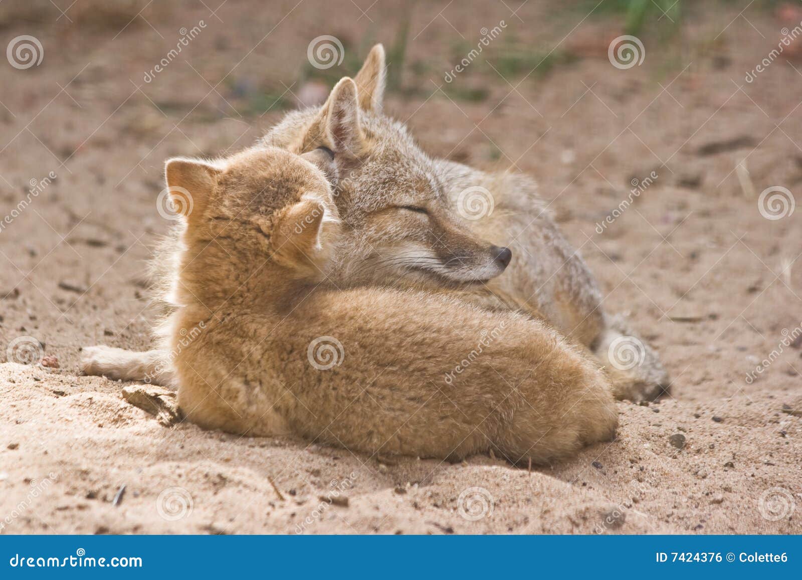 Two swift foxes stock photo. Image of animal, garden, national - 7424376