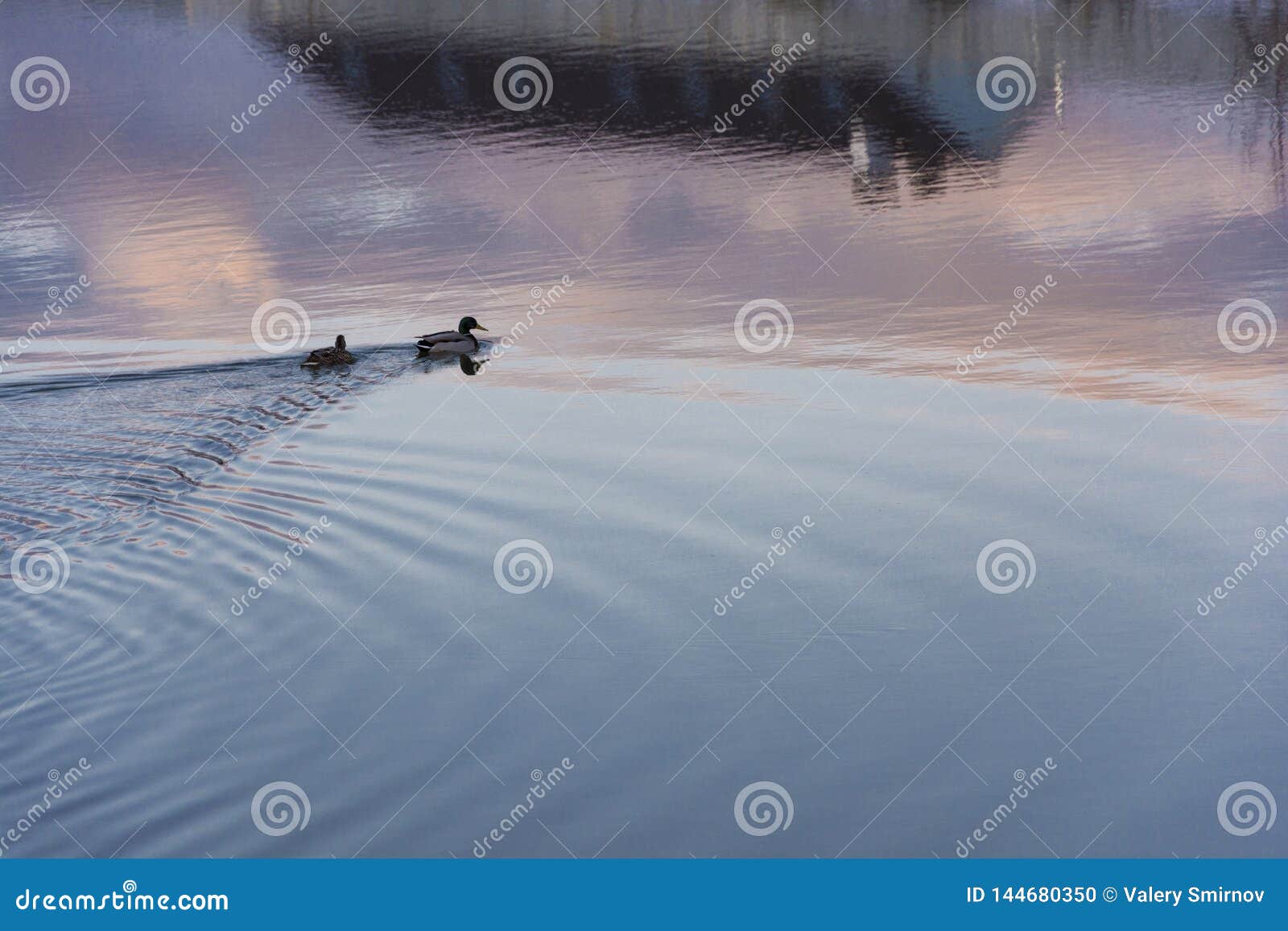 Two Swimming Ducks on the Blue-pink Mirror Smooth Surface of the River ...