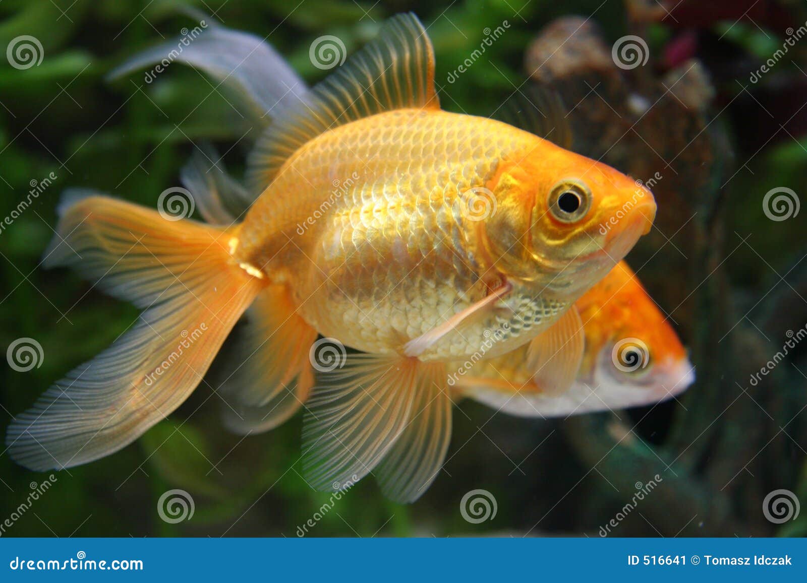 Two swimming goldfish stock image. Image of look, animals - 516641