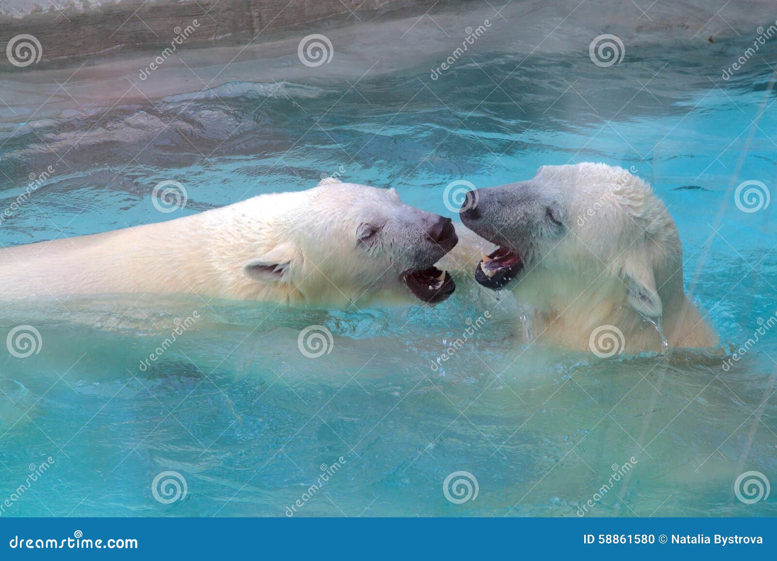 Two swimming white bears stock photo. Image of diving - 58861580