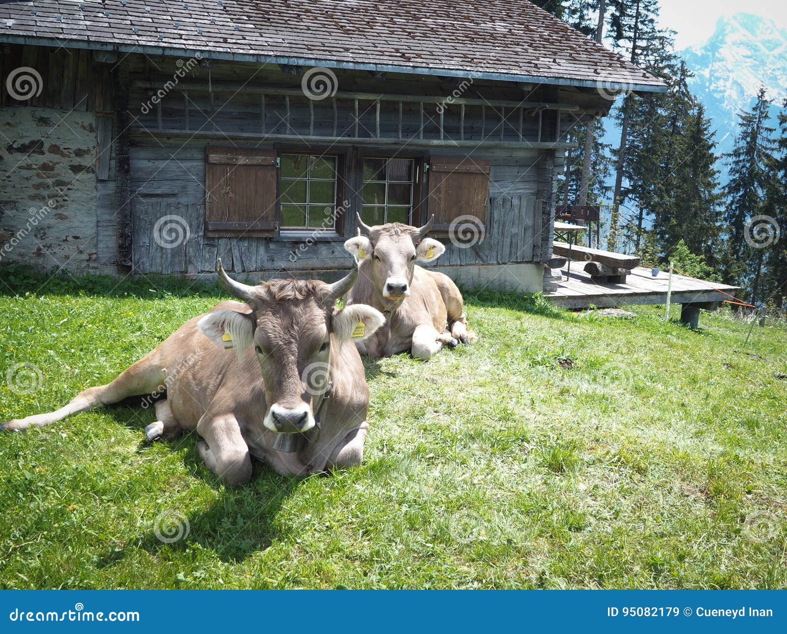 Two swiss cows with horns stock image. Image of horn - 95082179