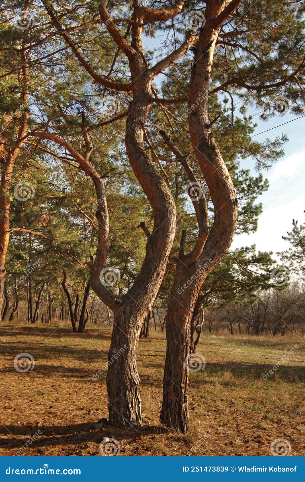 Dancing Trees In The Ural Forest On The Mountain Of The Commemorated ...