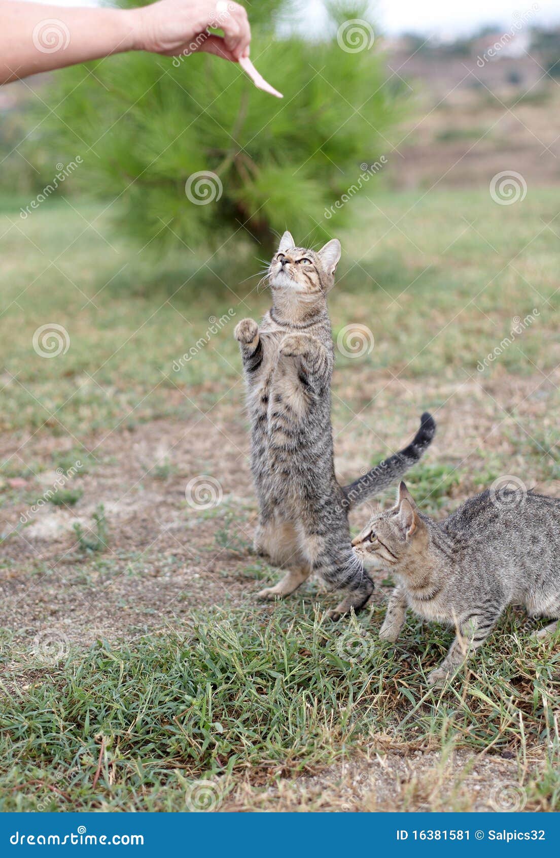 Two Tabby Cats Begging for Food Stock Image - Image of holding, begging ...
