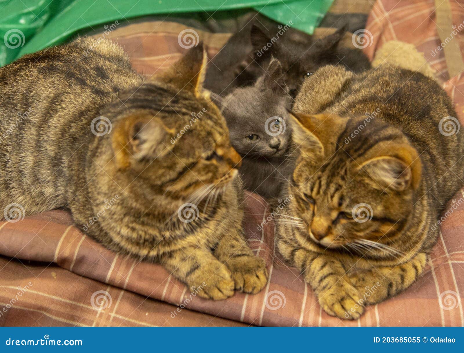 Two Tabby Cats and Several Kittens are Lying on a Checkered Mat. Stock ...