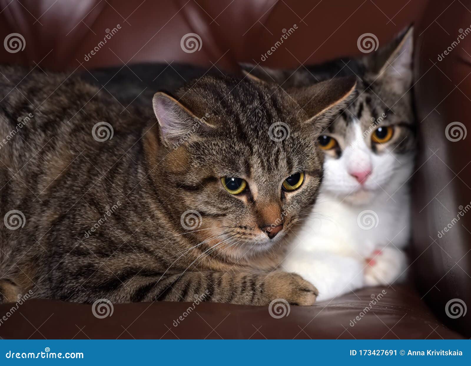 Two tabby cats together stock image. Image of mammal - 173427691