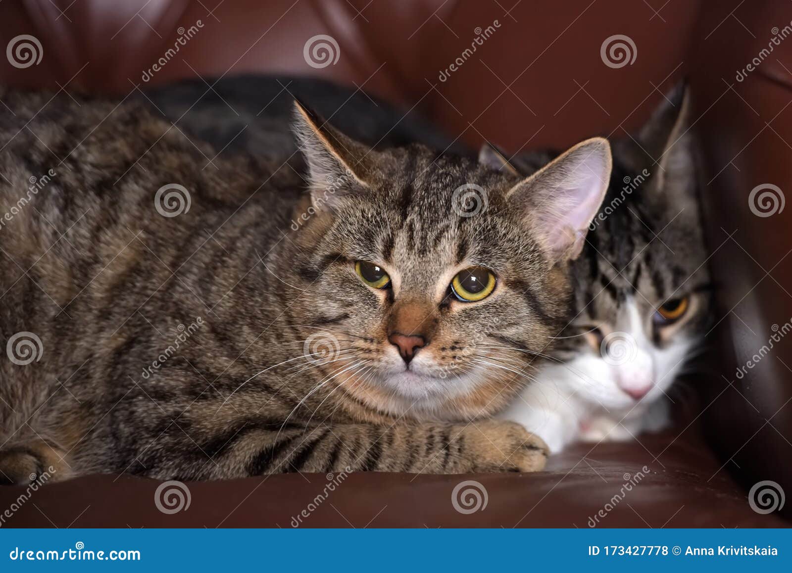 Two tabby cats together stock photo. Image of kitty - 173427778
