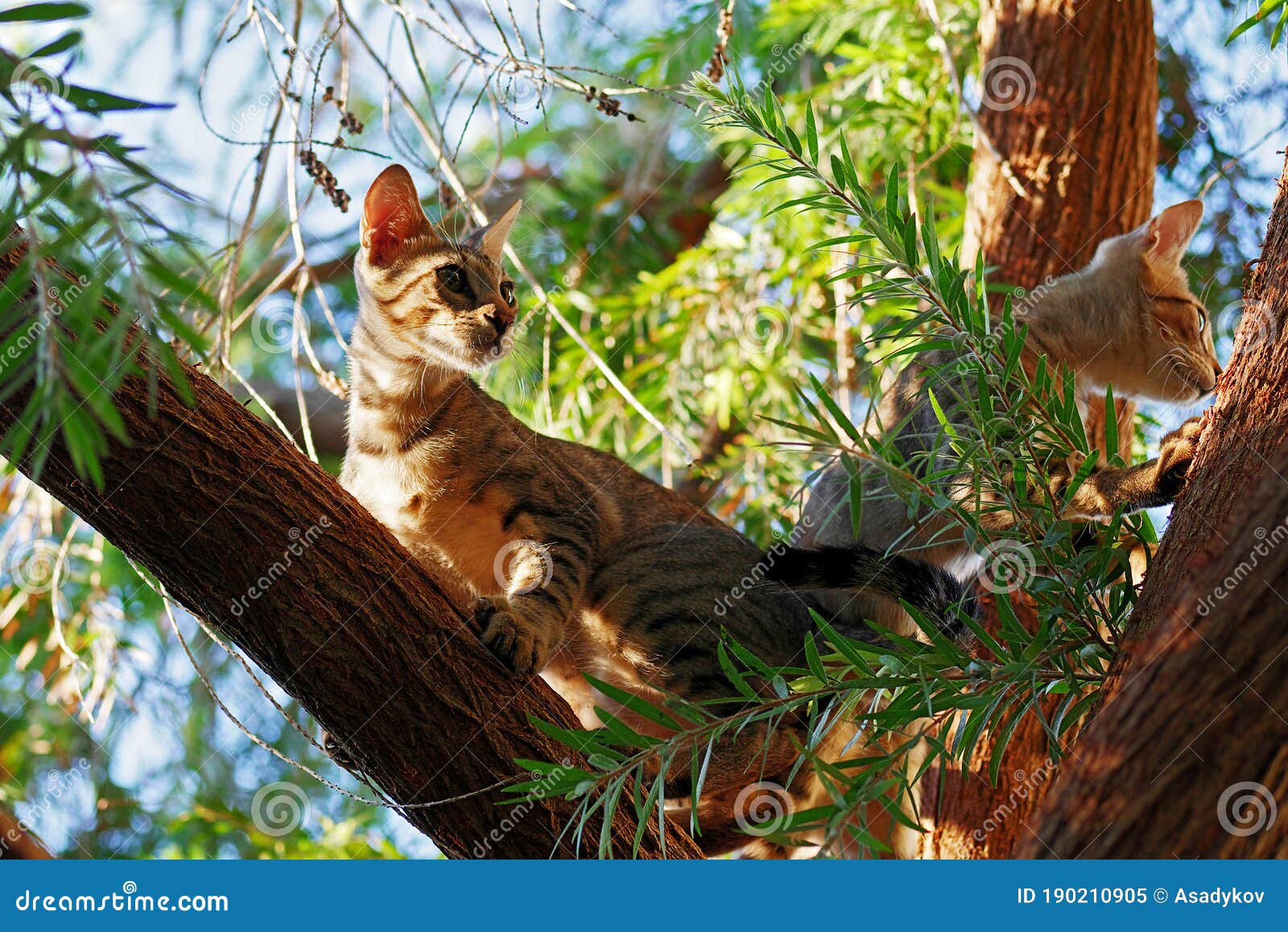 Two tabby kittens on tree stock image. Image of sunshine - 190210905