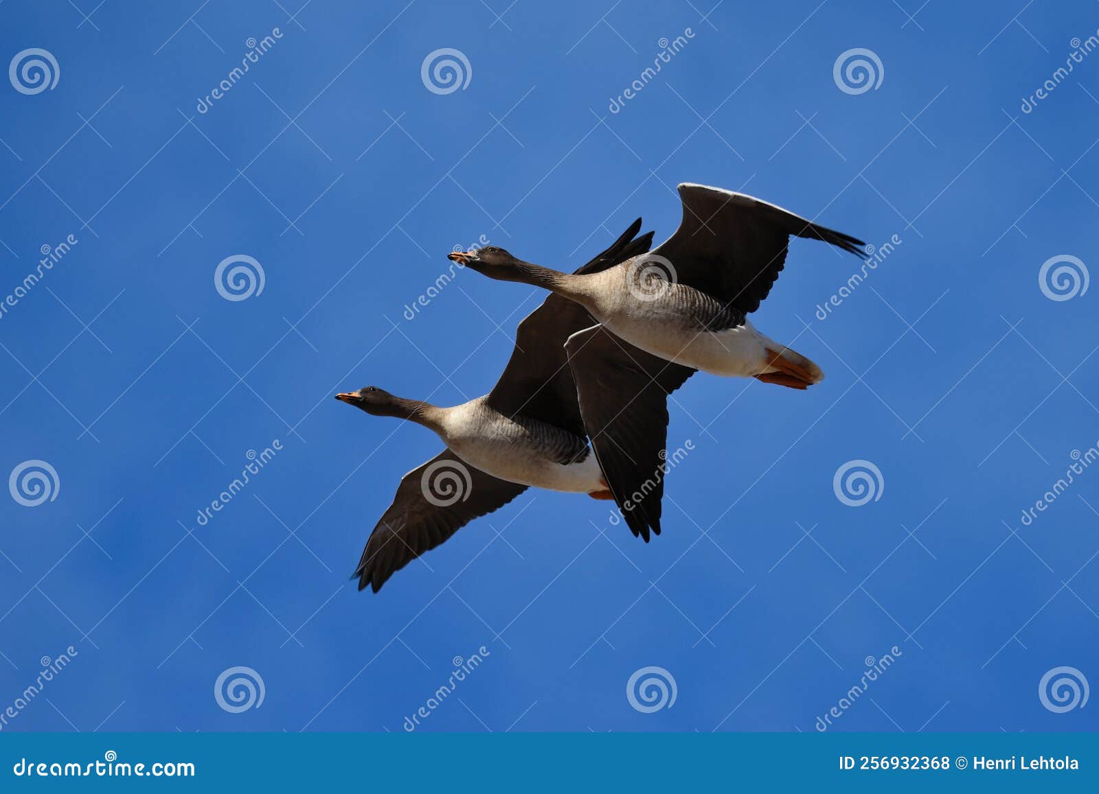 Two Taiga Bean Goose (Anser Fabalis) Flying. Stock Photo - Image of ...