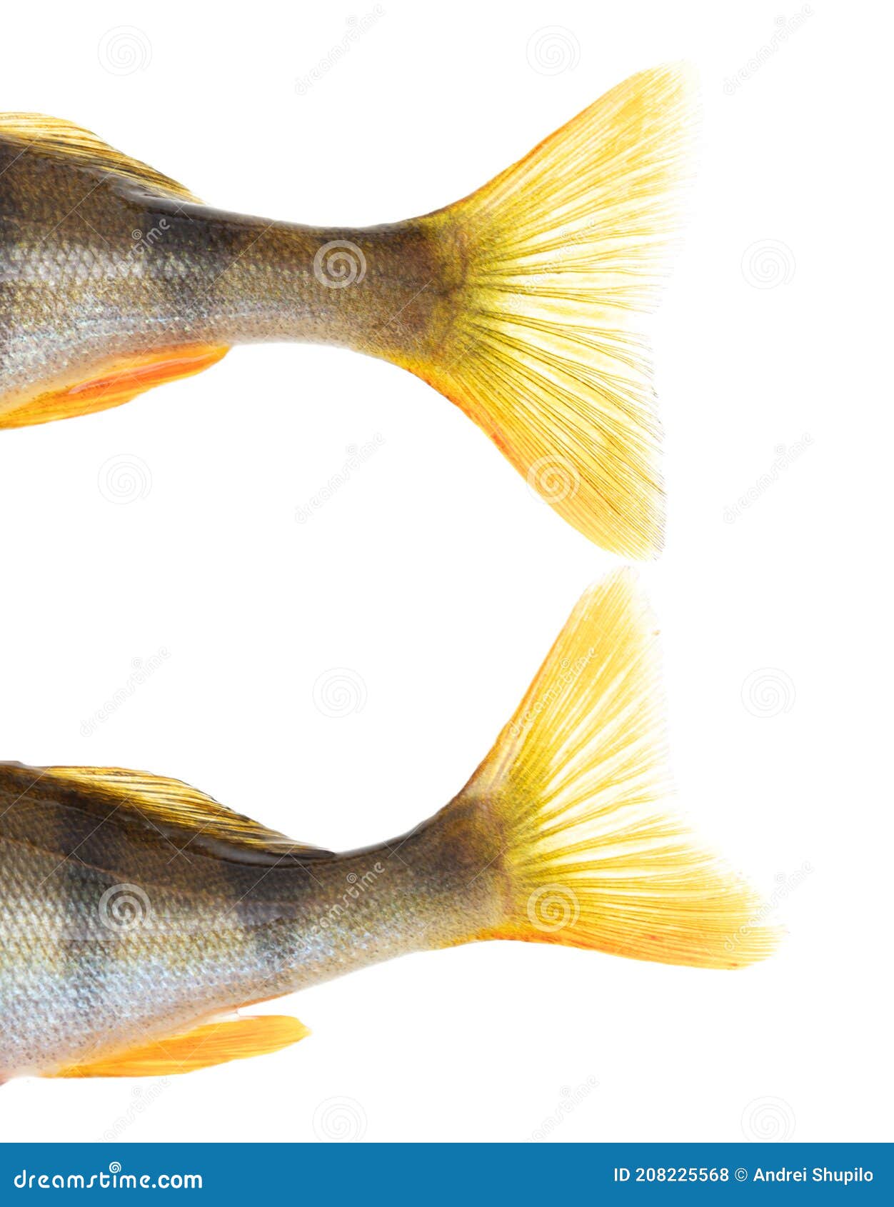 Two Tailed Perch Isolated on a White Background Stock Photo - Image of ...