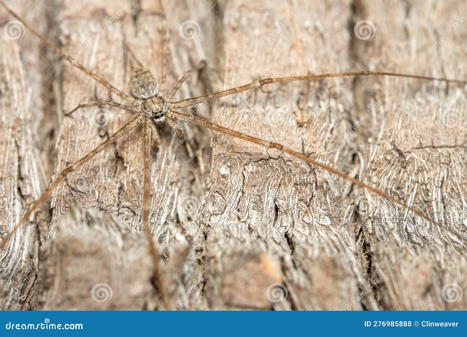 Two Tailed Spider stock photo. Image of arthropod, outdoor - 276985888