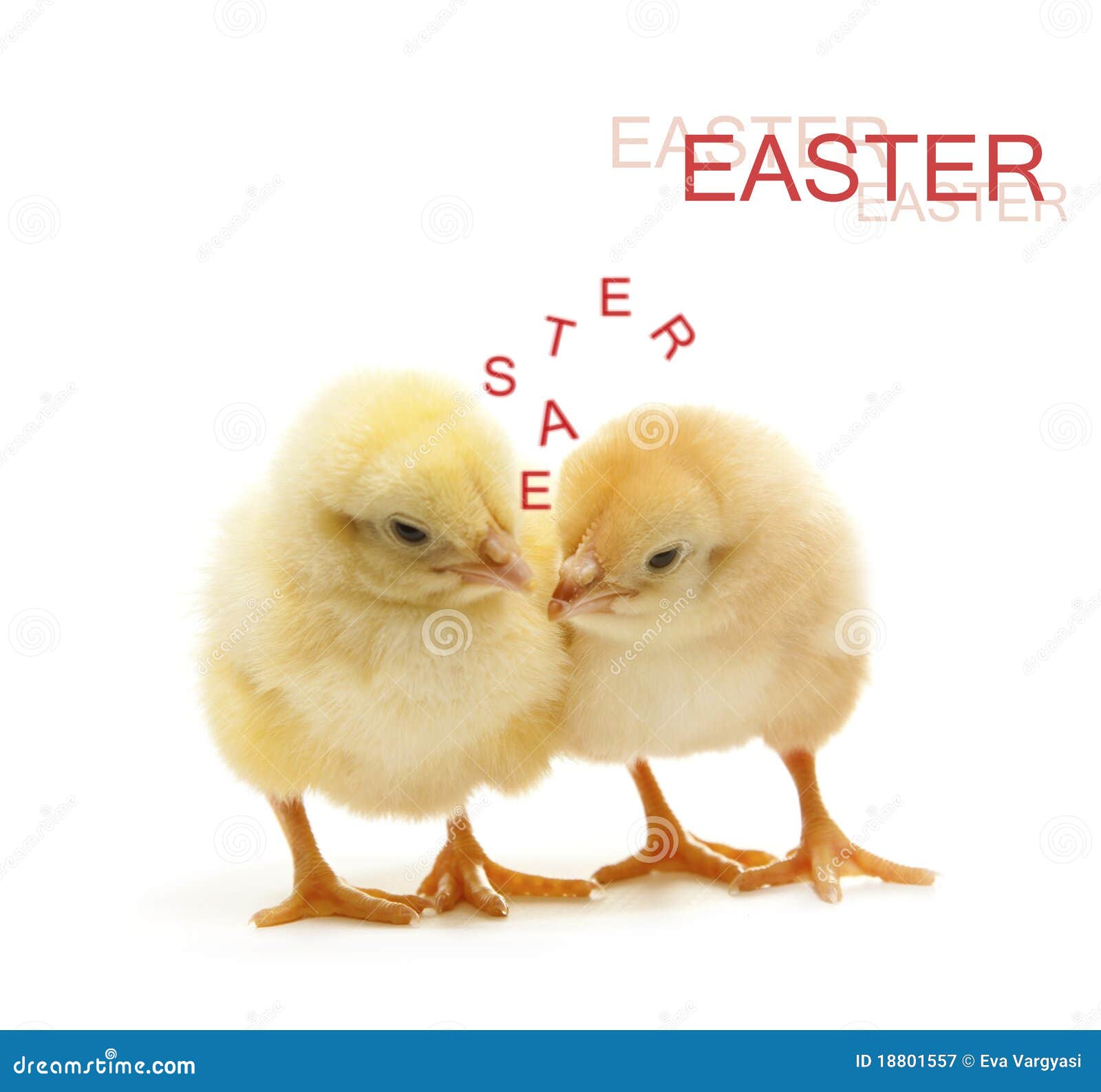 Two talking chicken stock image. Image of fluffy, life - 18801557