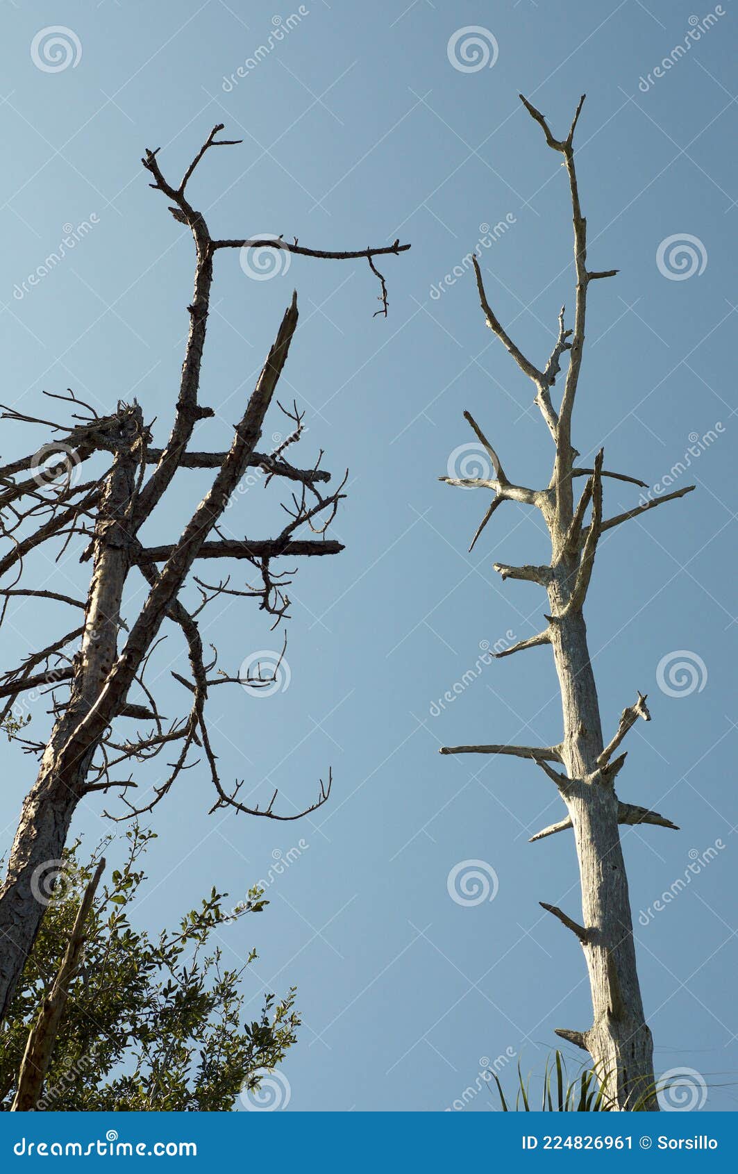 Dry Tall Dead Tree, With A Dried Hollow Trunk In The Form Of A Crown ...