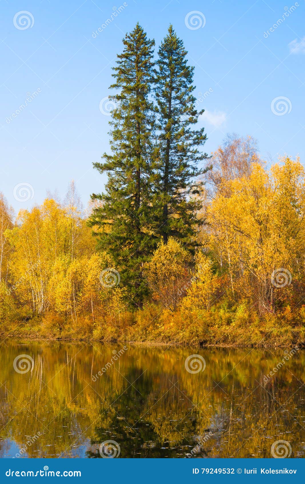 Two Tall Fir Trees in Autumn Forest Stock Photo - Image of waterfront ...