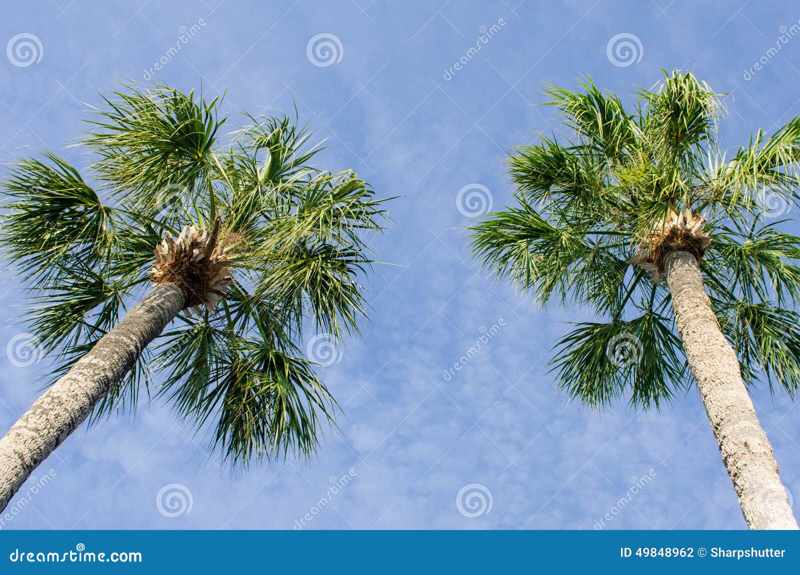 Two tall palm trees stock photo. Image of paradise, beach - 49848962