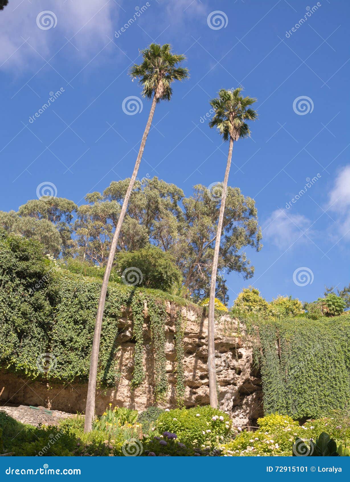 Two tall palm trees stock image. Image of scenery, reaching - 72915101