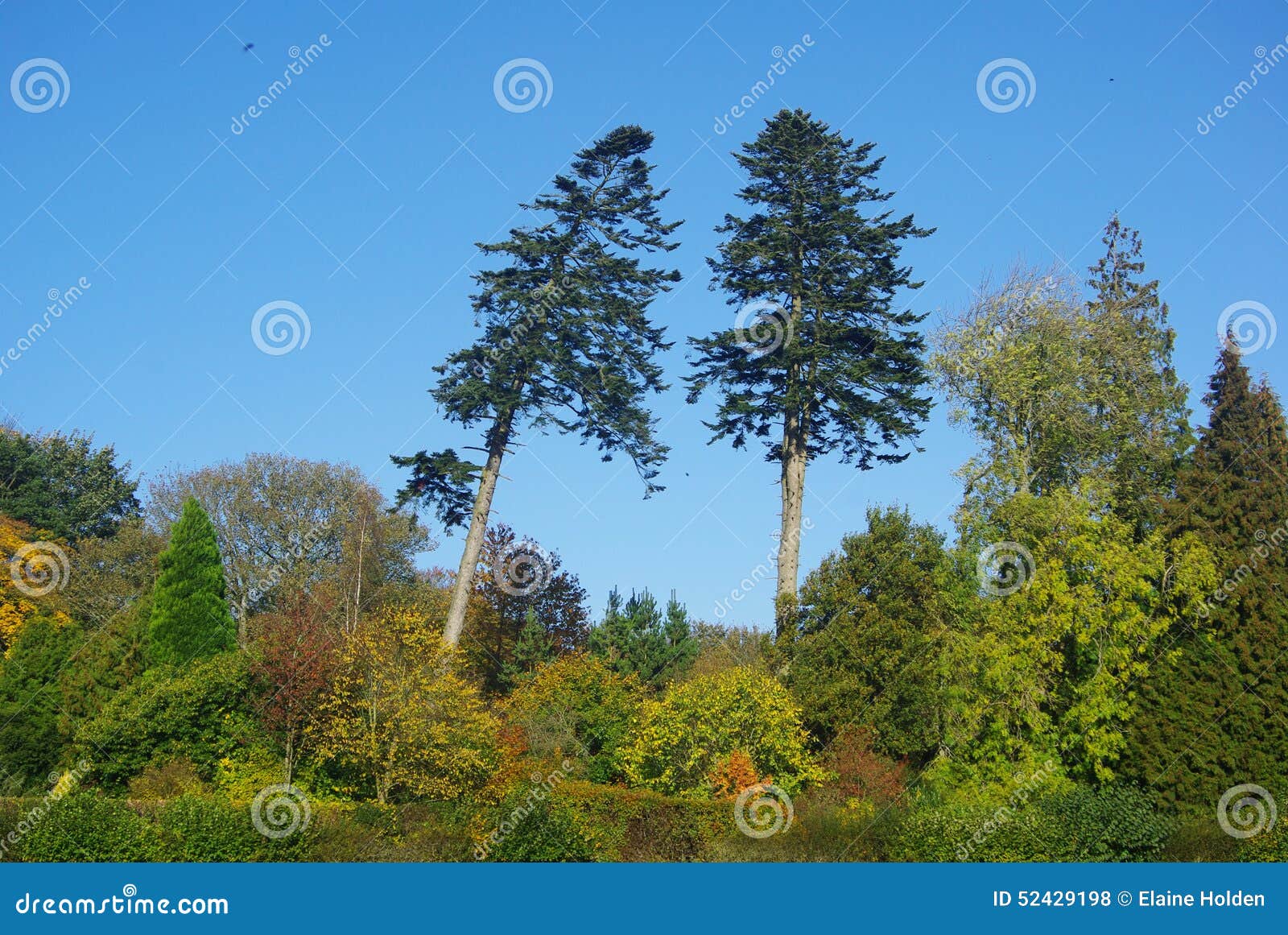 Two tall spruce trees stock photo. Image of standing - 52429198