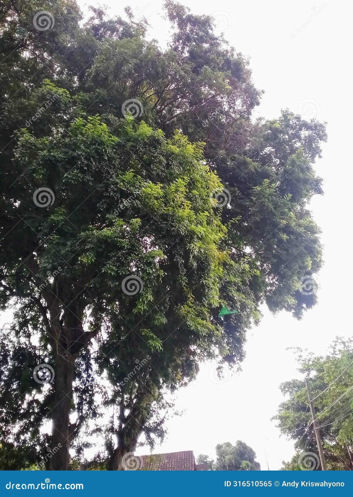 Two Tall, Towering Trenggulun Trees with Small, Pointy Leaves. Stock ...