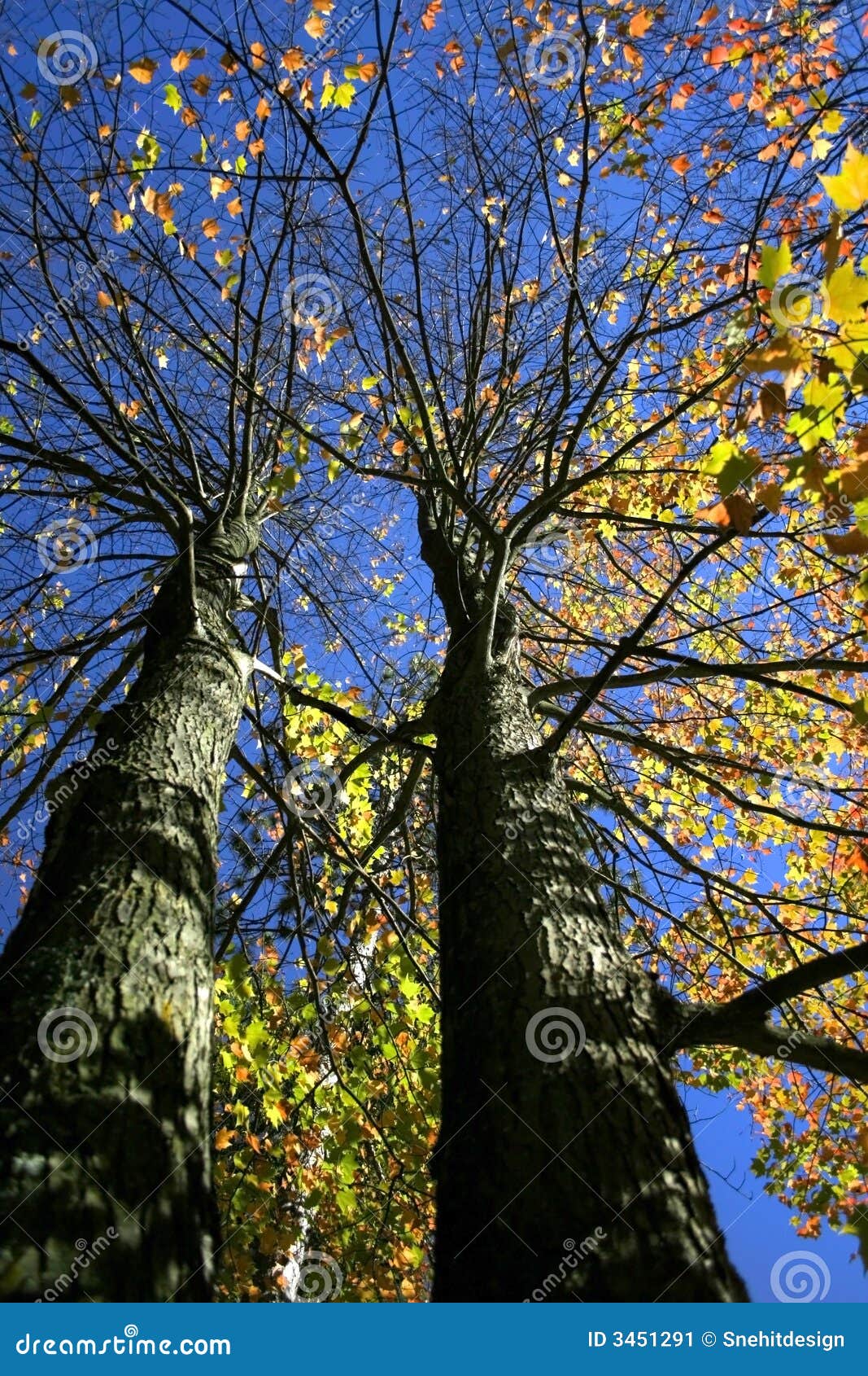 Two Tall Trees stock image. Image of trunk, autumn, yellow - 3451291