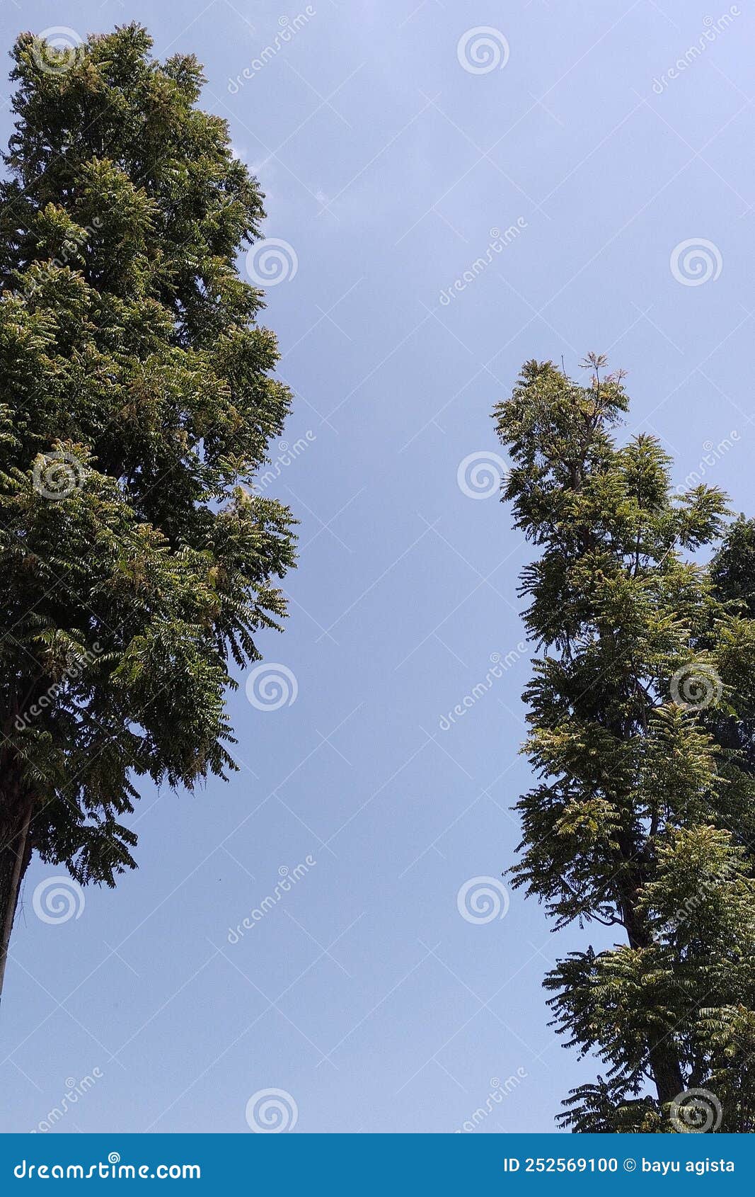 Two Tall Trees and a Blue Sky Stock Photo - Image of tall, blue: 252569100