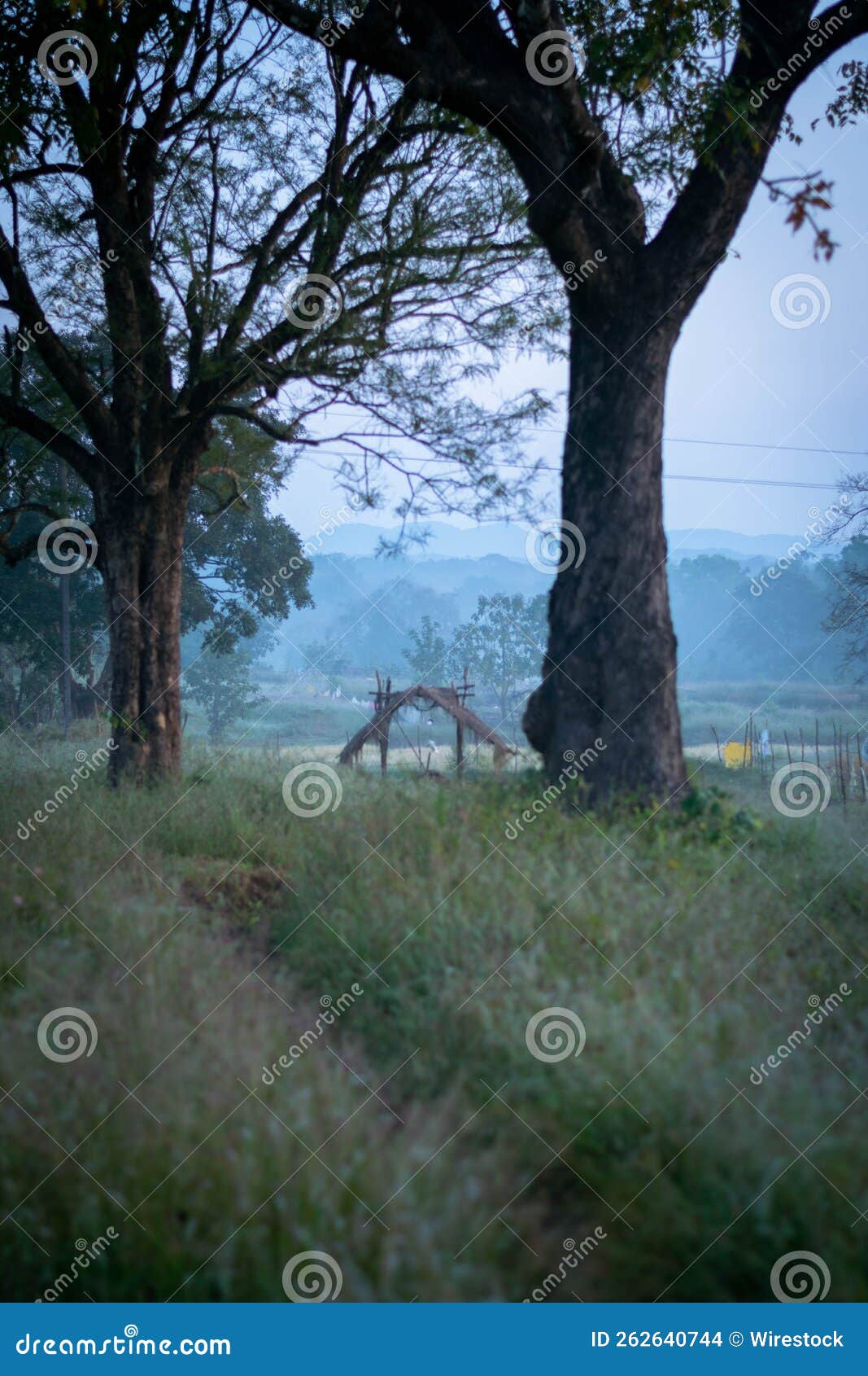 Two Tall Trees on the Grassy Field Stock Photo - Image of trees, grass ...