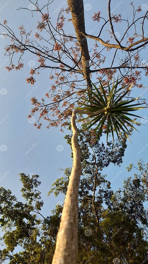 Two Tall Trees Towered in the Bright Blue Sky Stock Photo - Image of ...