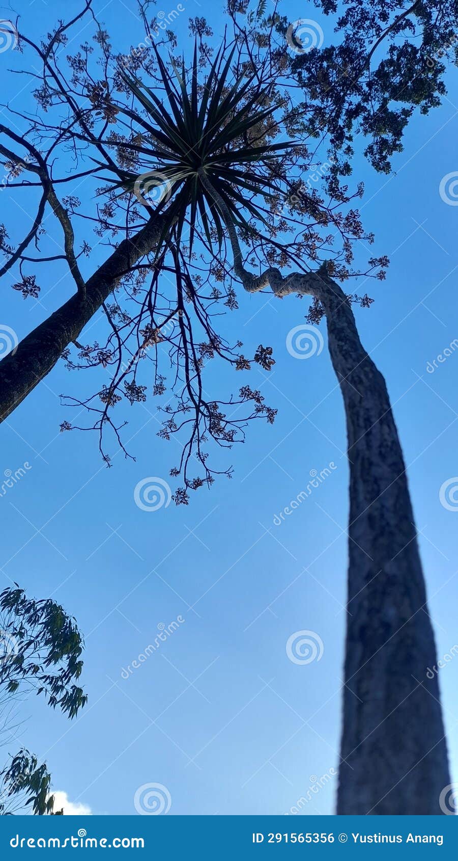 Two Tall Trees Towered in the Bright Blue Sky Stock Photo - Image of ...