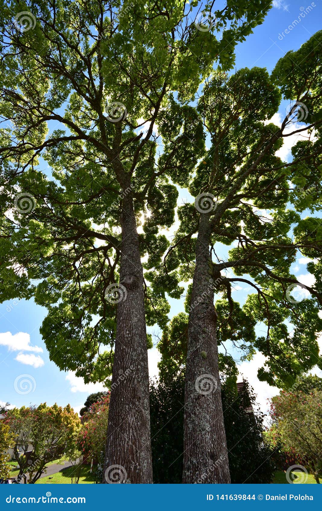 Two tall trees wide view stock photo. Image of tall - 141639844