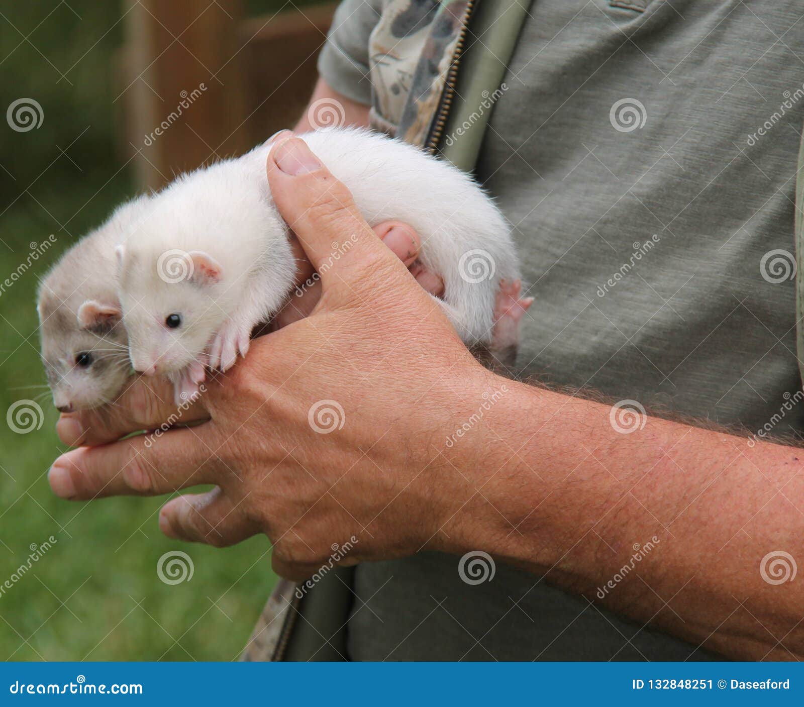 Two Tame Ferrets. stock image. Image of wildlife, ferret - 132848251