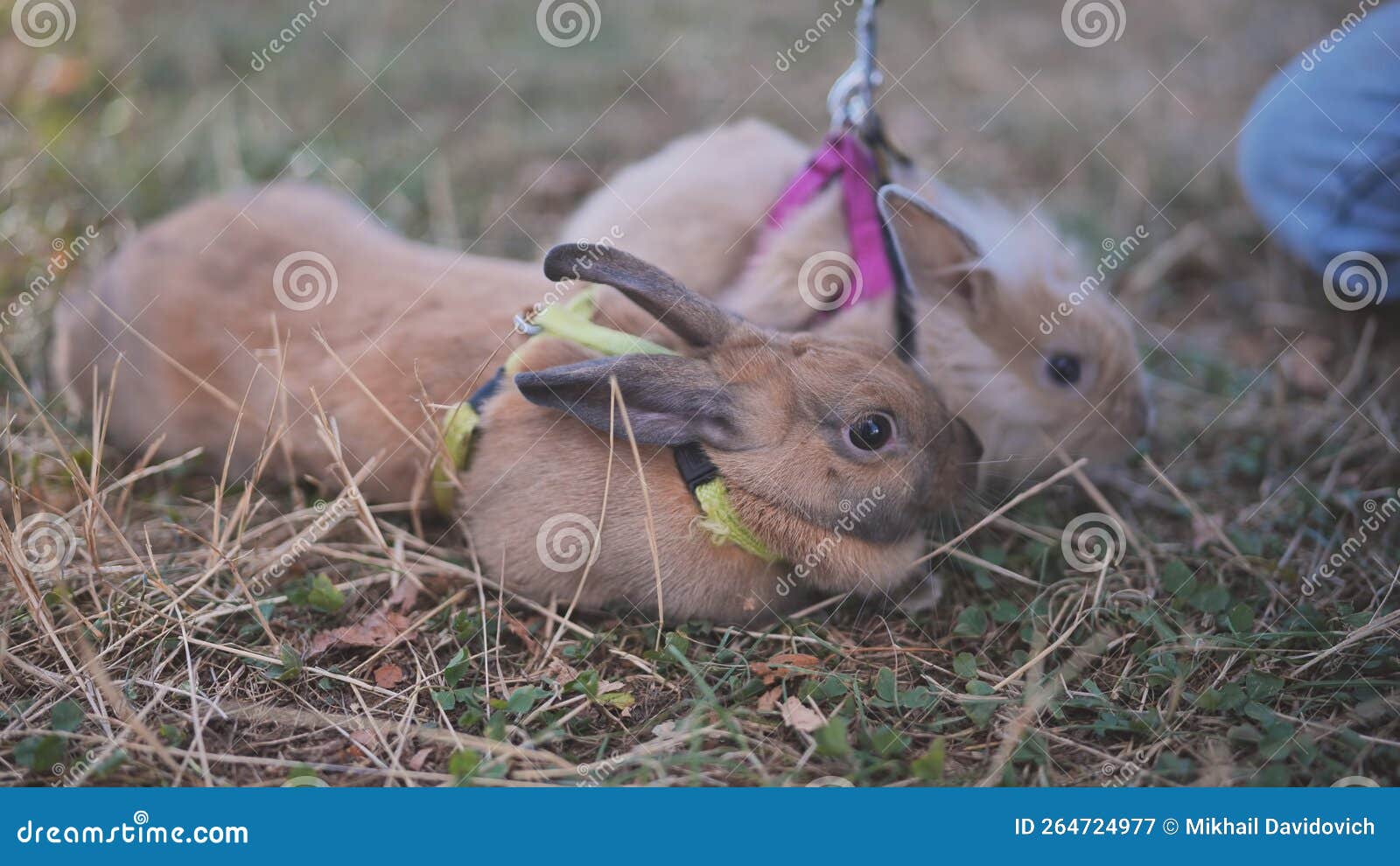 Two Tame Rabbits Walk on the Grass. Stock Image - Image of nature ...