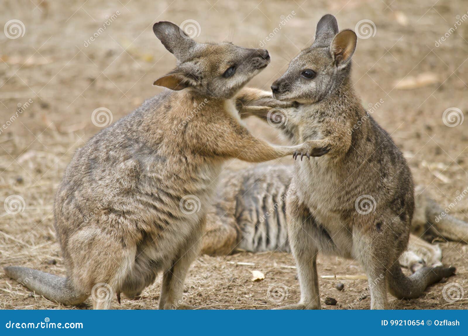 Tammar wallabies stock photo. Image of wallabies, mating - 99210654