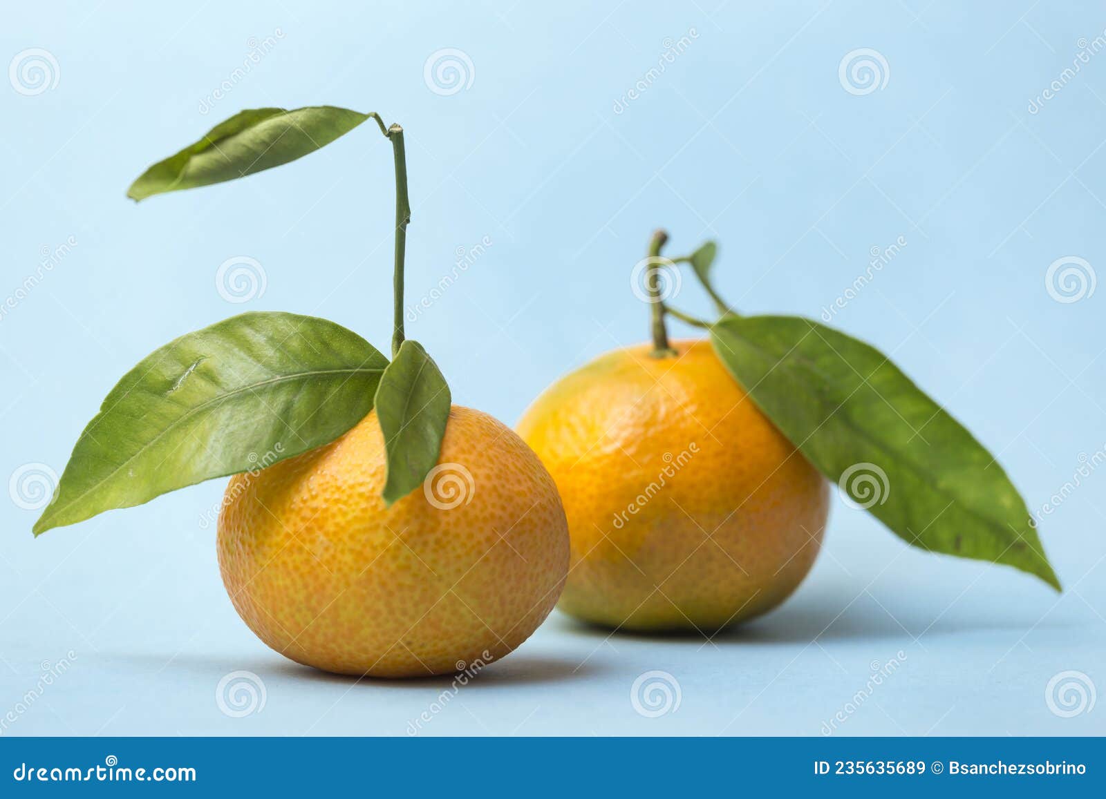 Two Tangerines on Blue Background Stock Image - Image of healthy, blue ...