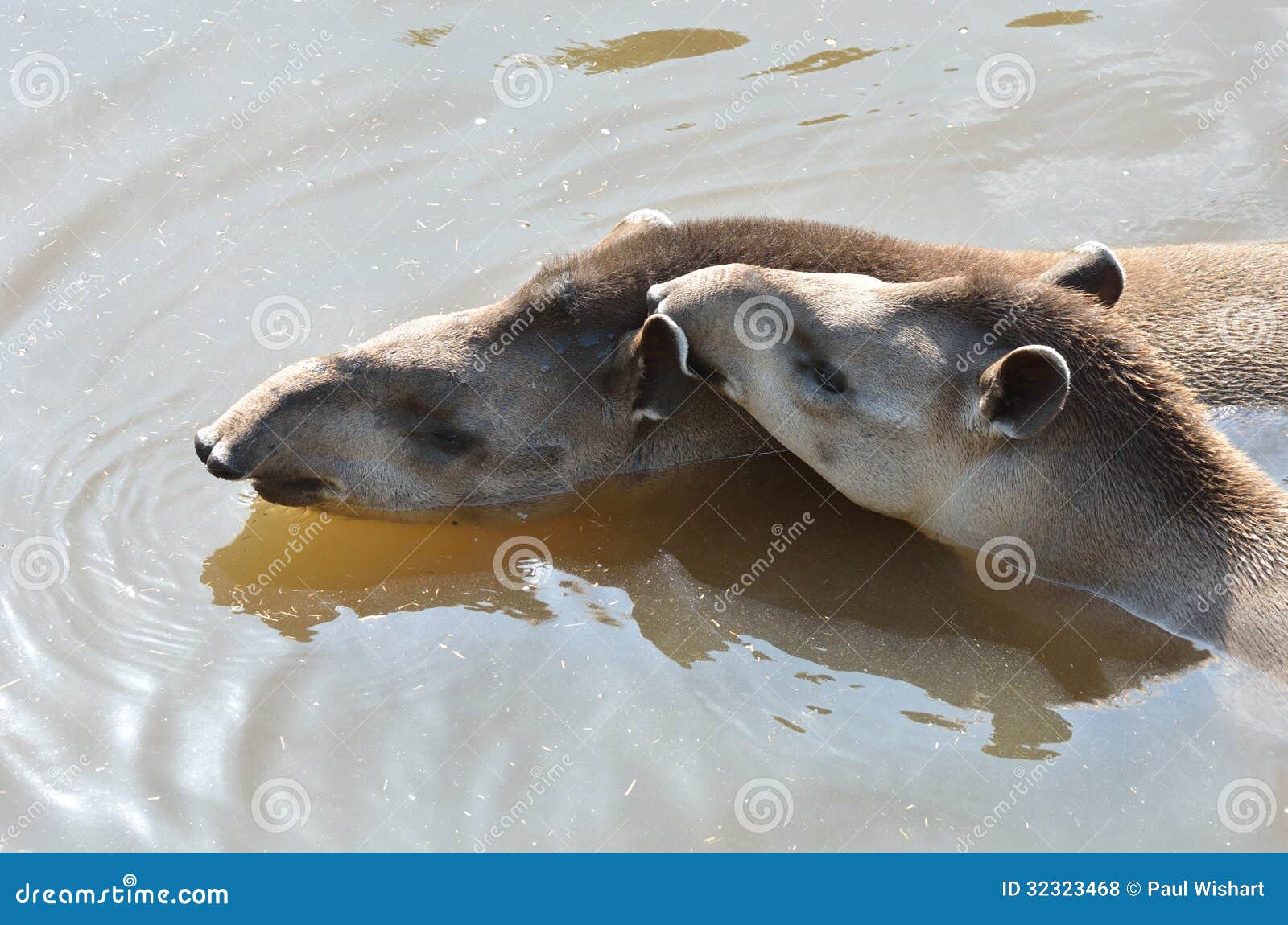 Two tapirs swimming stock photo. Image of brown, nature - 32323468