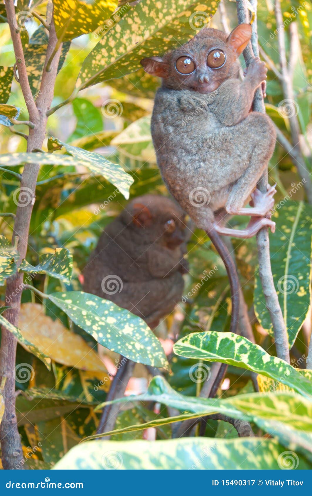 Two tarsiers stock image. Image of eyed, cute, philippines - 15490317
