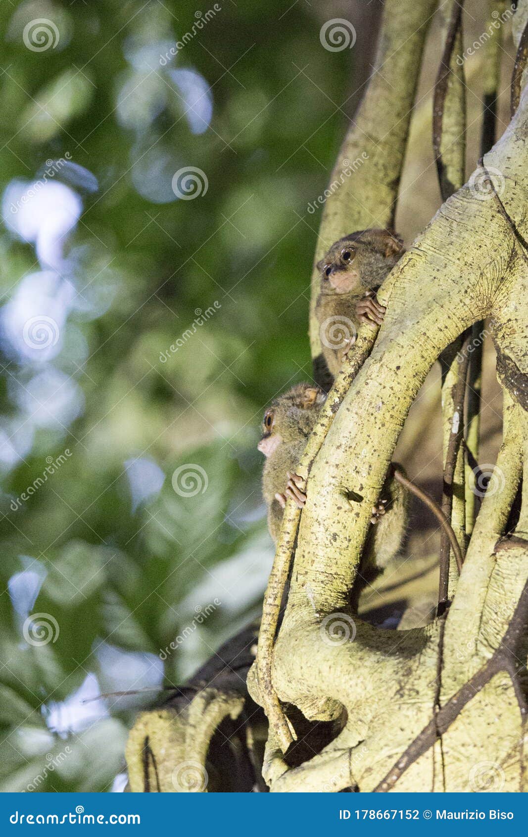 Two Tarsius on a Tree at Evening in Tangkoko Stock Photo - Image of ...