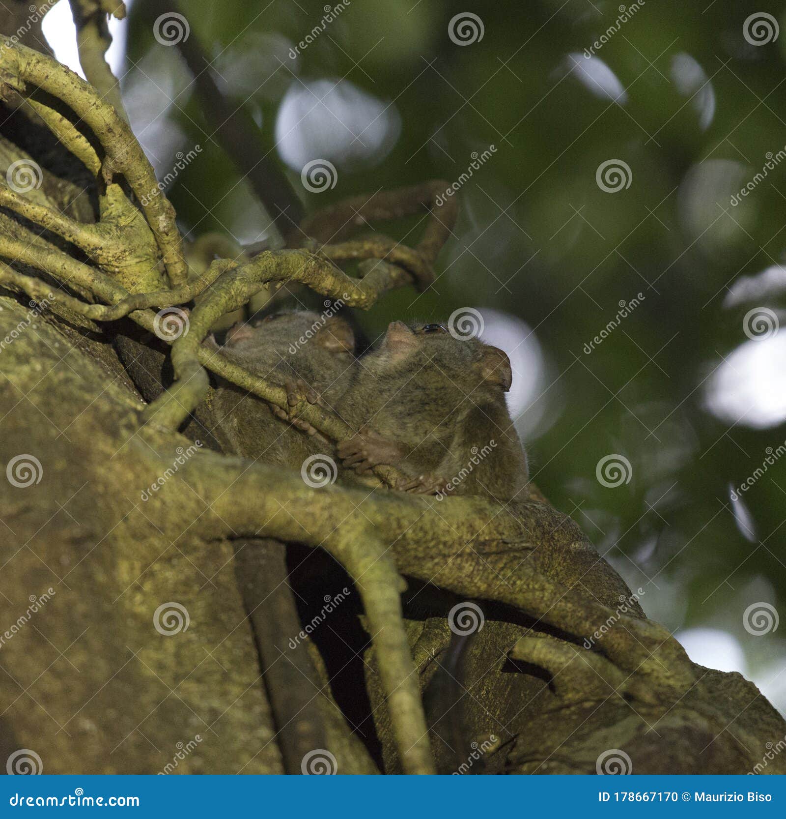 Two Tarsius on a Tree at Evening in Tangkoko Stock Photo - Image of ...