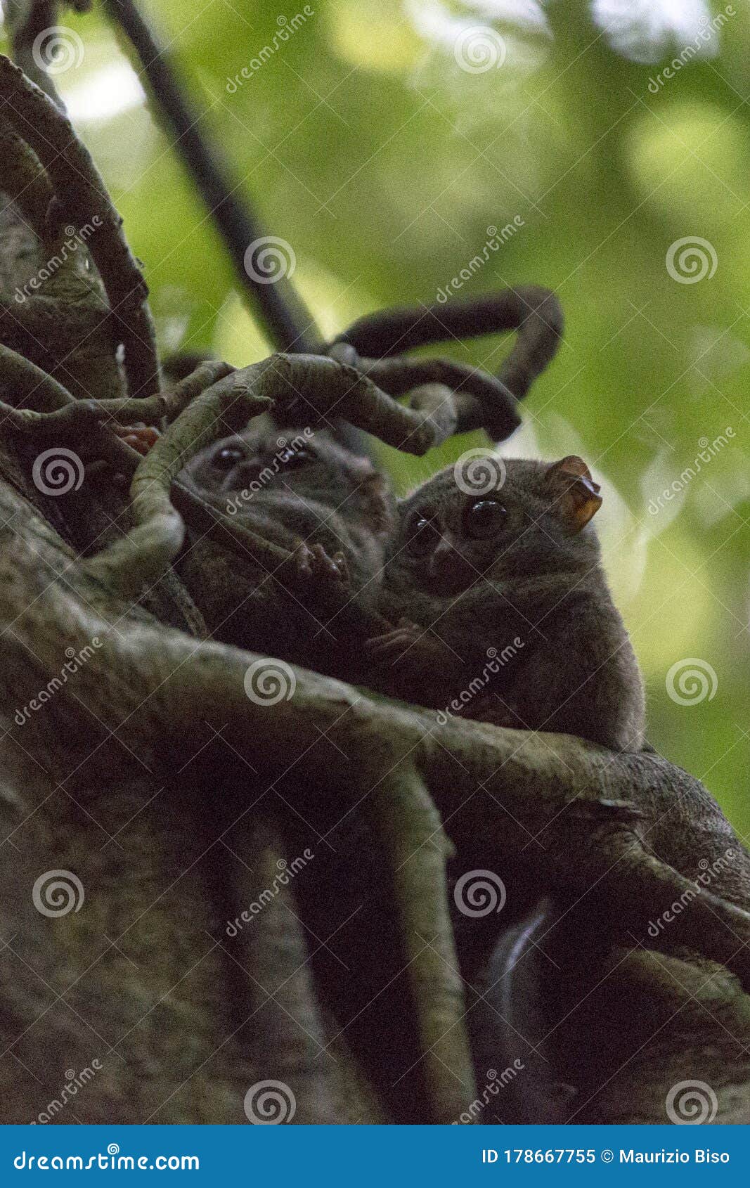 Two Tarsius on a Tree at Evening in Tangkoko Stock Image - Image of ...