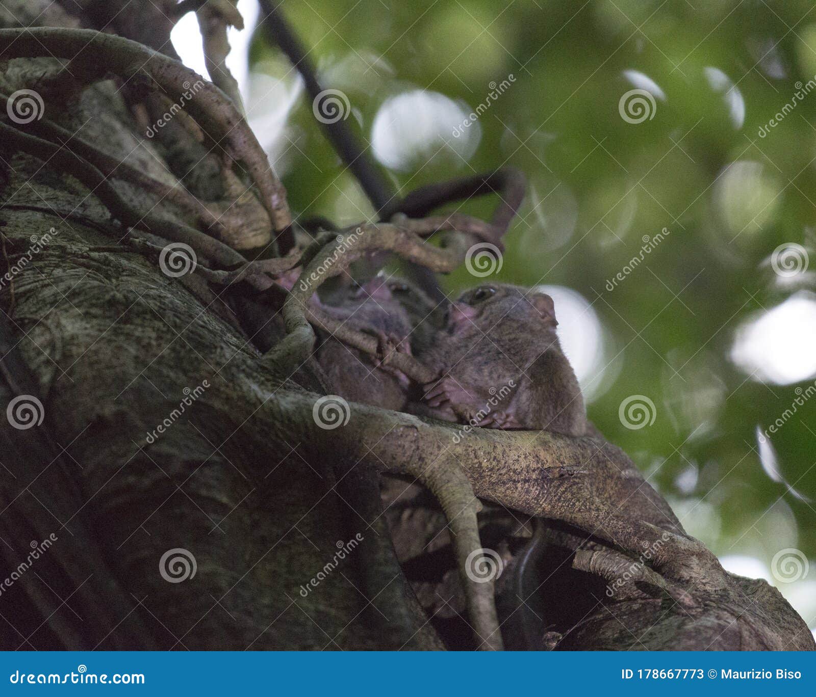 Two Tarsius on a Tree at Evening in Tangkoko Stock Image - Image of ...