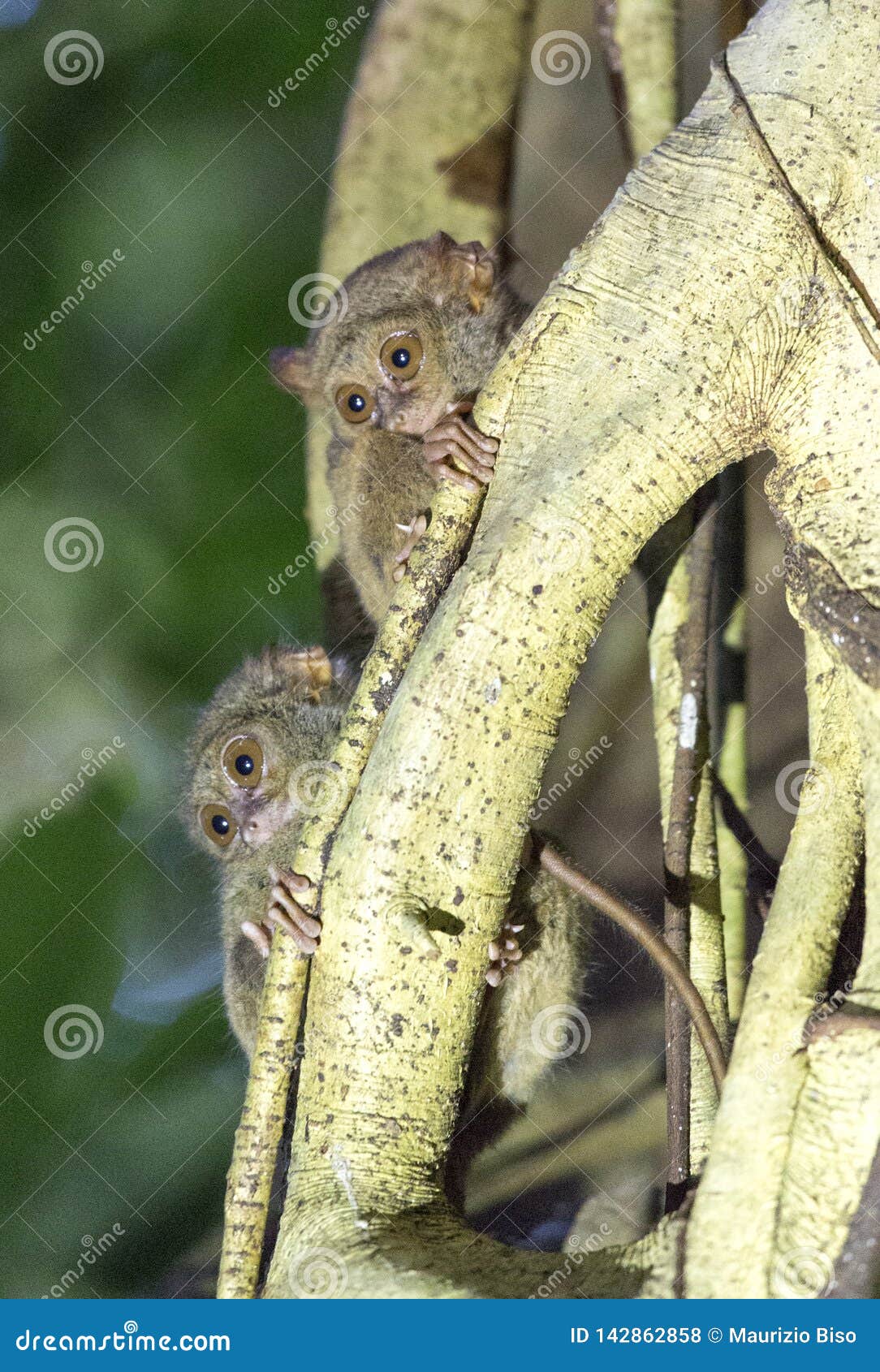 Two tarsius on a tree stock photo. Image of nature, asia - 142862858