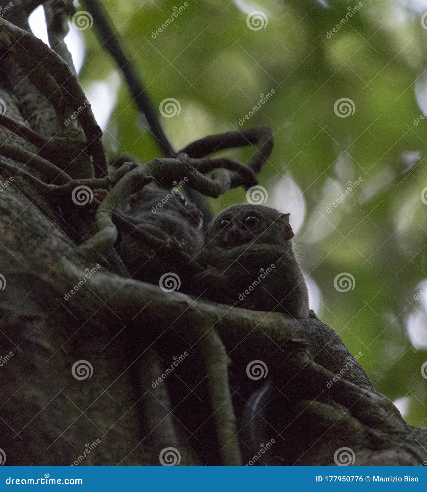Two Tarsius on a Tree in Tangkoko Park Stock Photo - Image of food ...