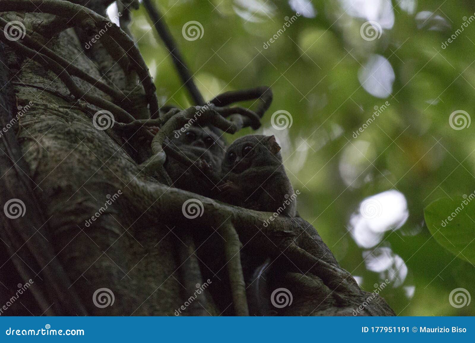 Two Tarsius on a Tree in Tangkoko Park Stock Image - Image of mystic ...