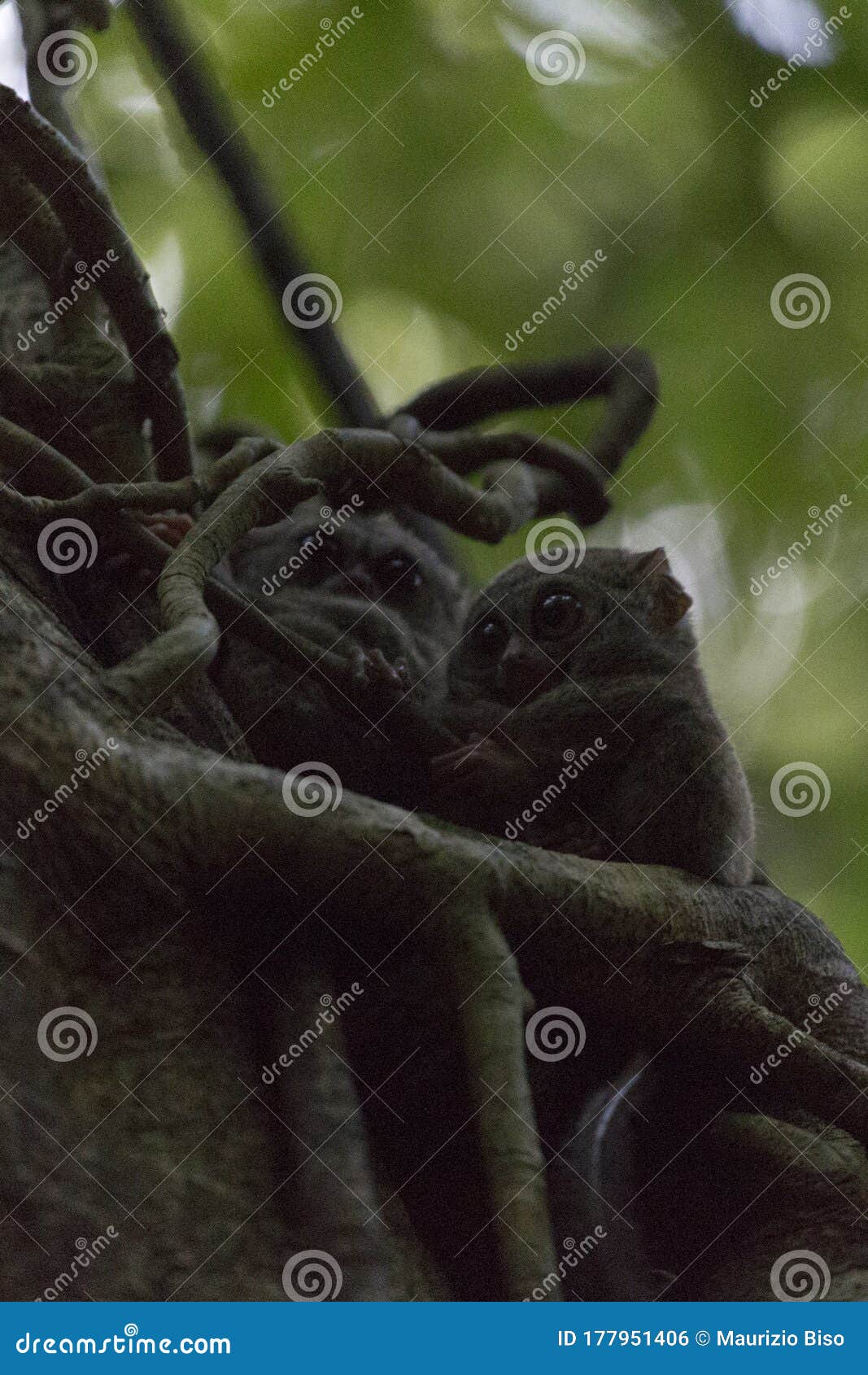 Two Tarsius on a Tree in Tangkoko Park Stock Photo - Image of sulawesi ...