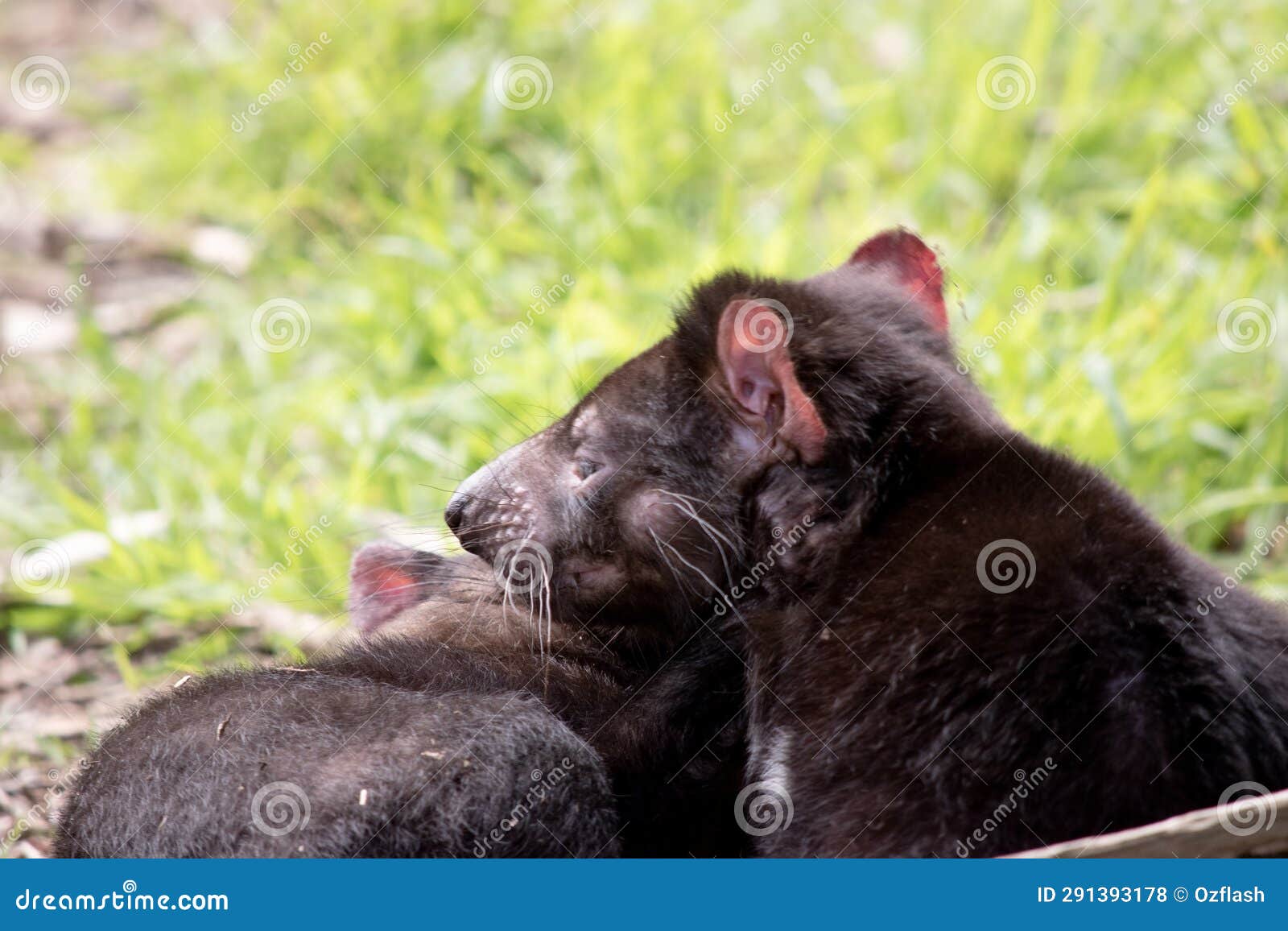 Tasmanian Devils Stock Photography | CartoonDealer.com #113926352