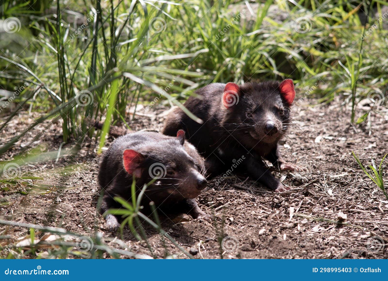 Tasmanian Devils Are In Danger Of Extinction Royalty-Free Stock ...